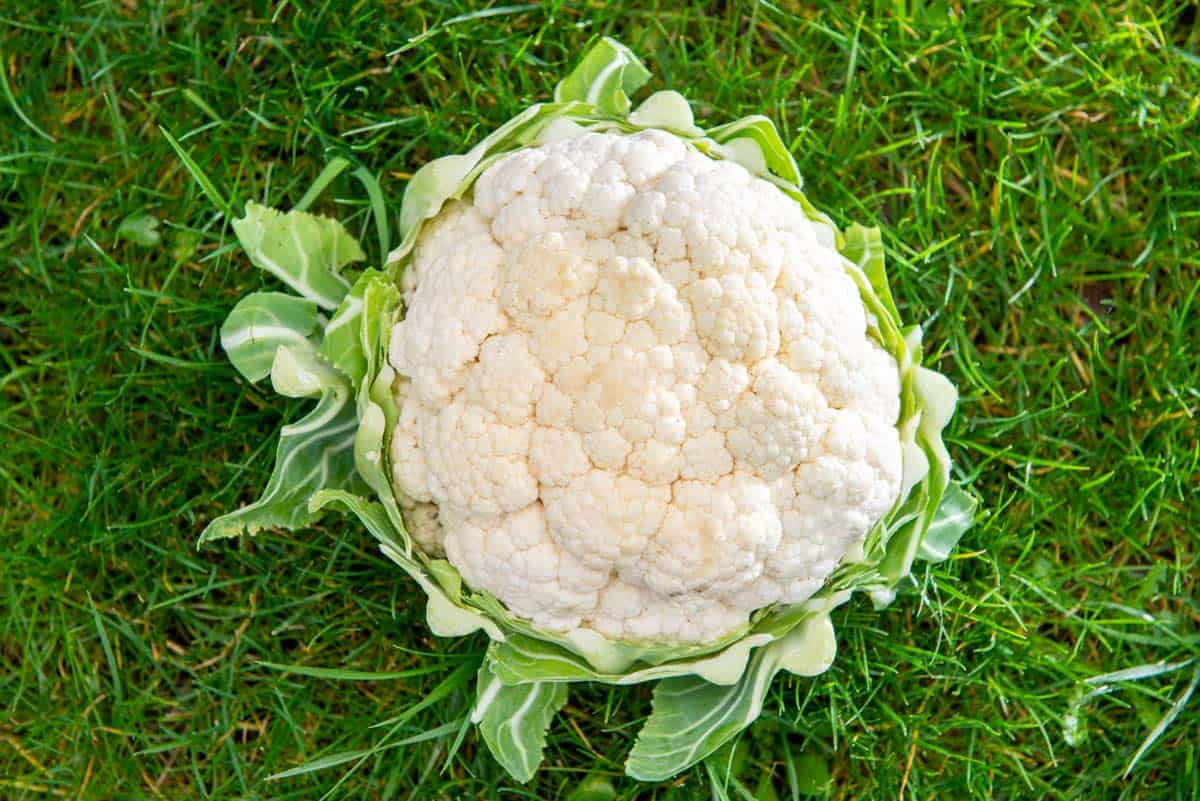 Coliflor Cómo Consumir Propiedades Beneficios y Contraindicaciones